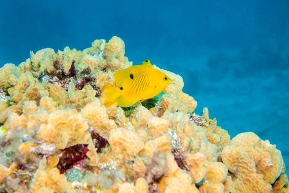 Preview: Aruba Steps Up Action to Protect Coral Reef