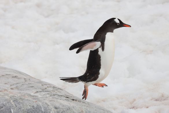 Preview: Enter the #MyPenguinMoment Photo Competition to Celebrate ...